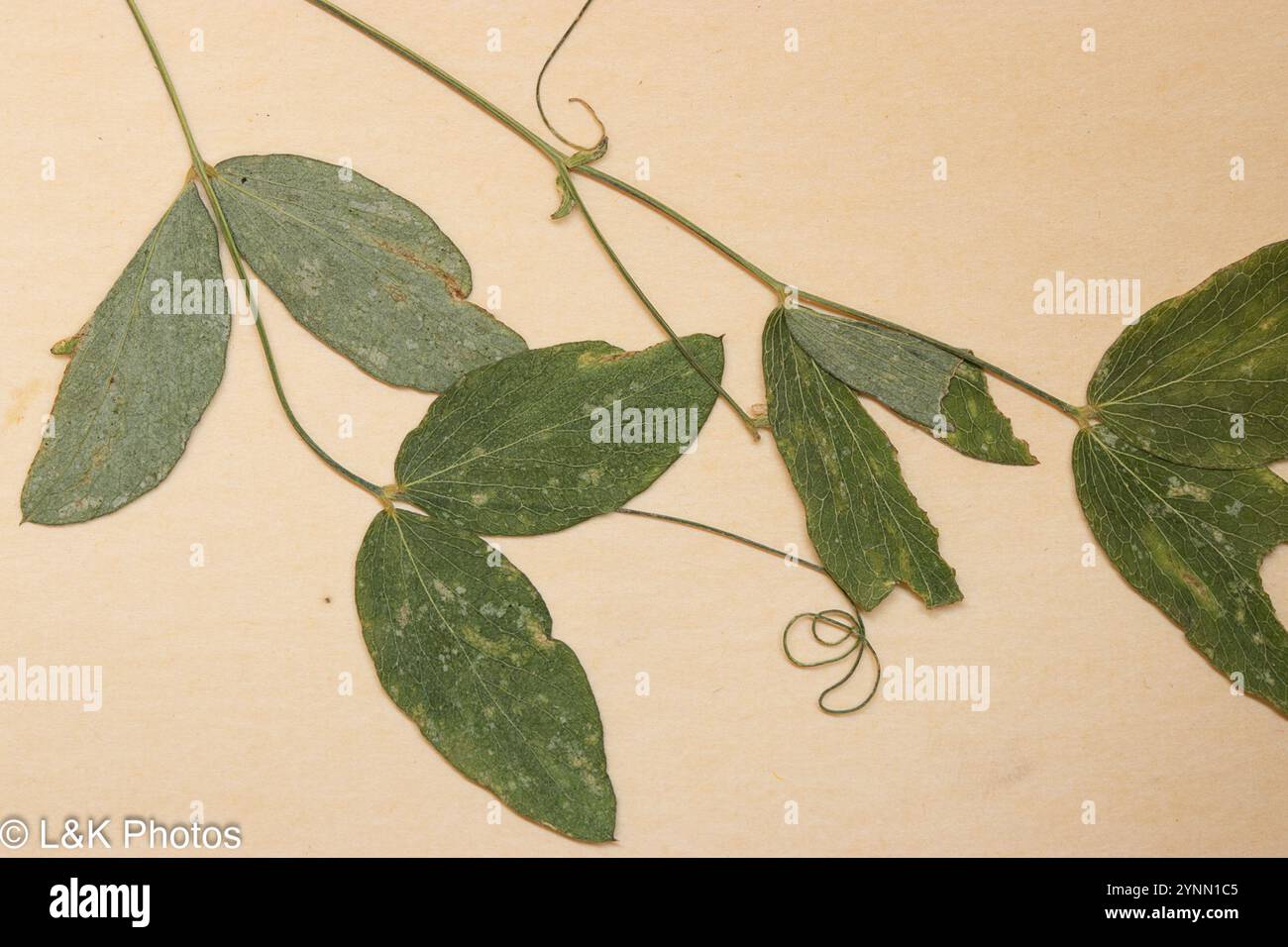 marsh pea (Lathyrus palustris Stock Photo - Alamy