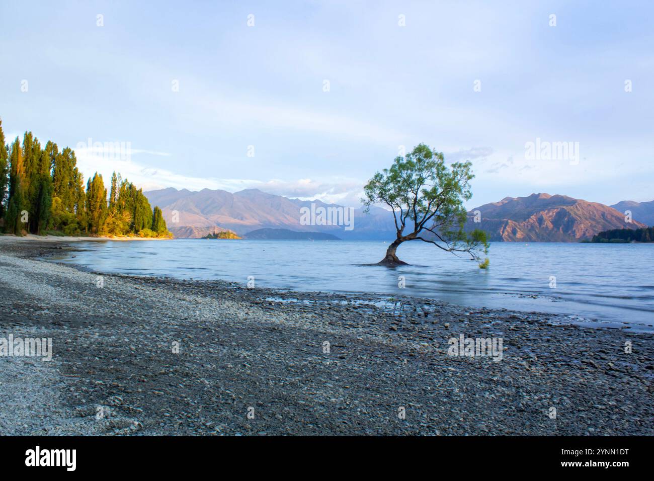 The Wanaka Tree and beach at Lake Wanaka, New Zealand Stock Photo - Alamy
