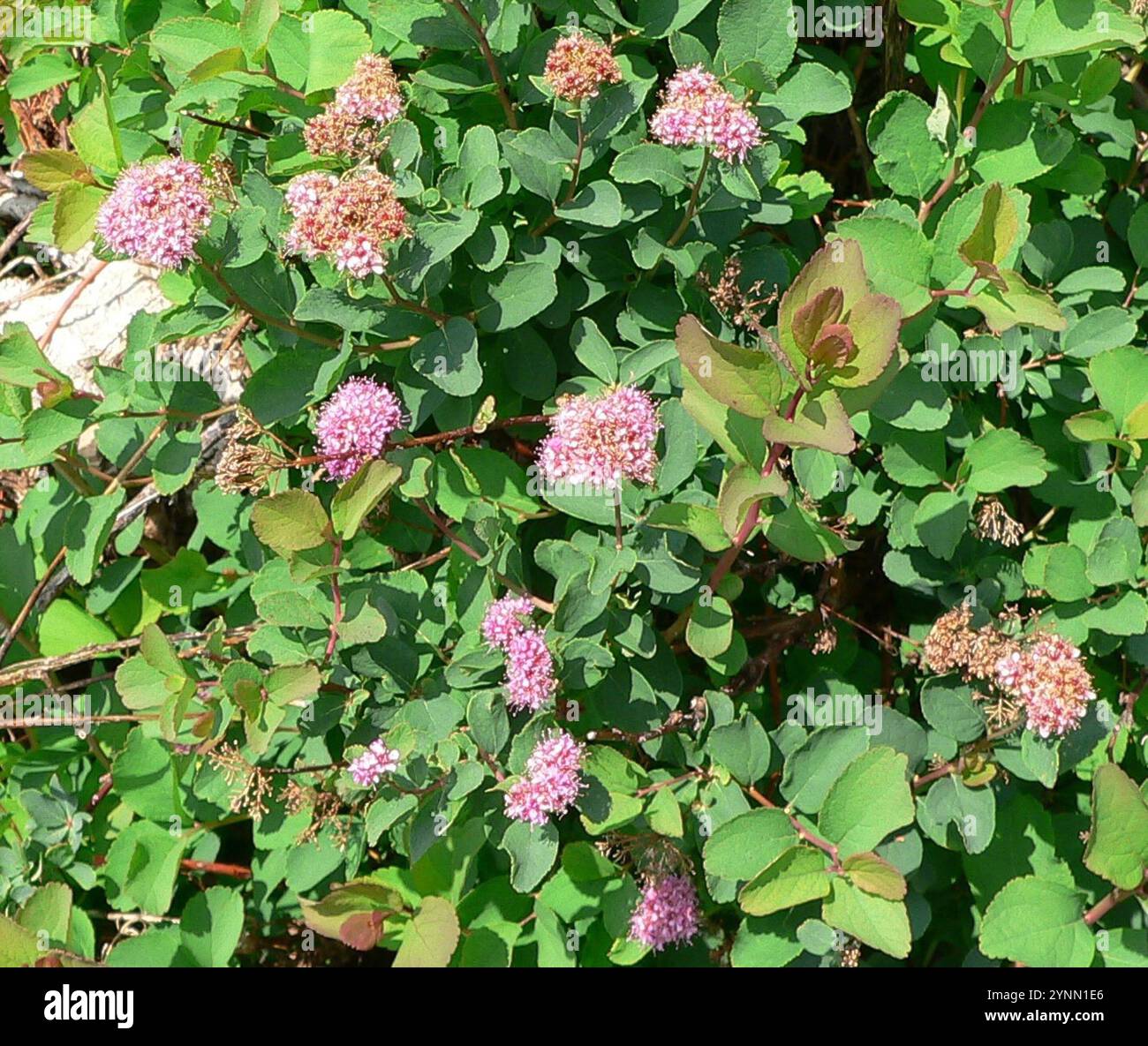Mountain Spirea (Spiraea splendens Stock Photo - Alamy