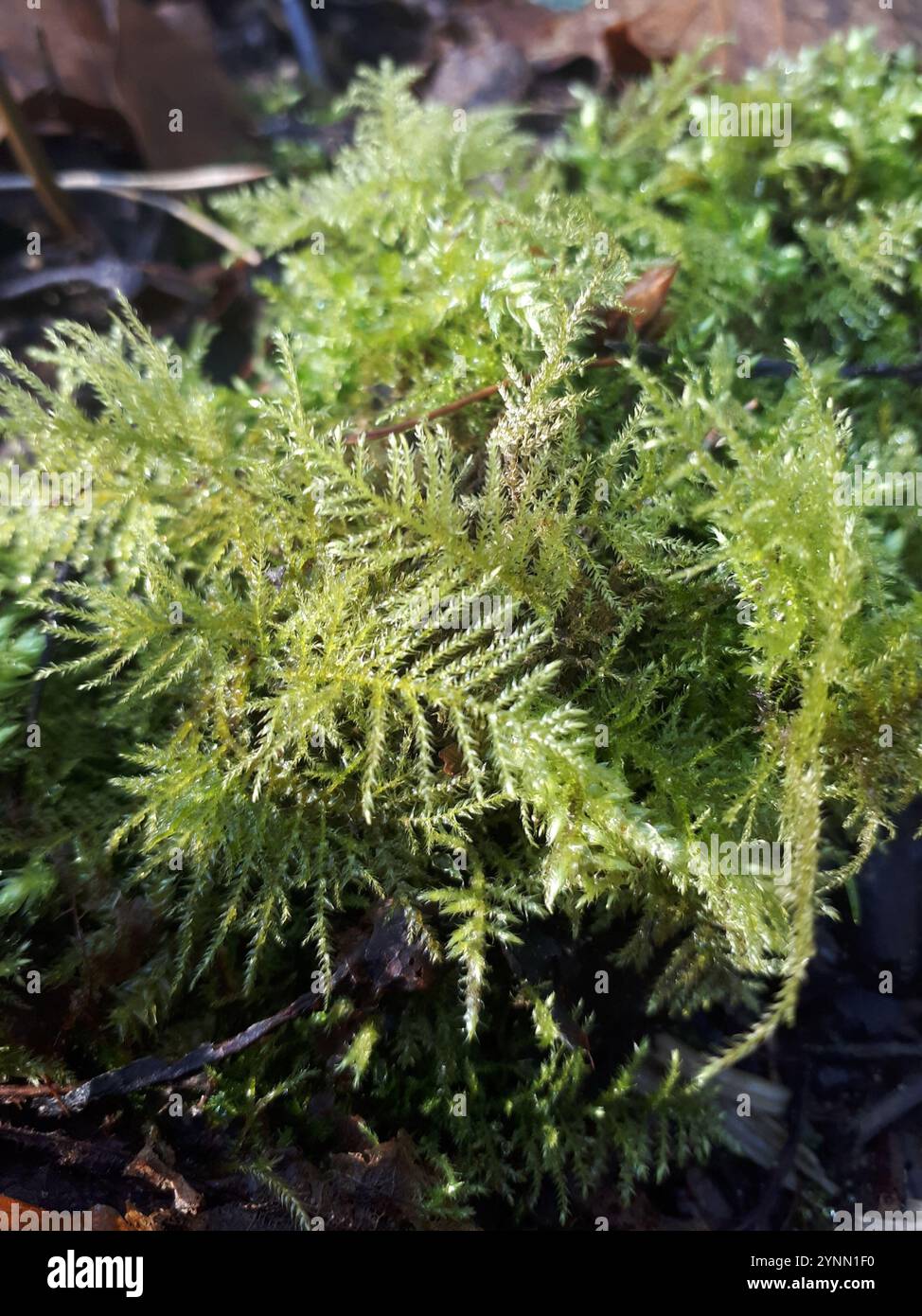 Common Feather-moss (Kindbergia praelonga Stock Photo - Alamy