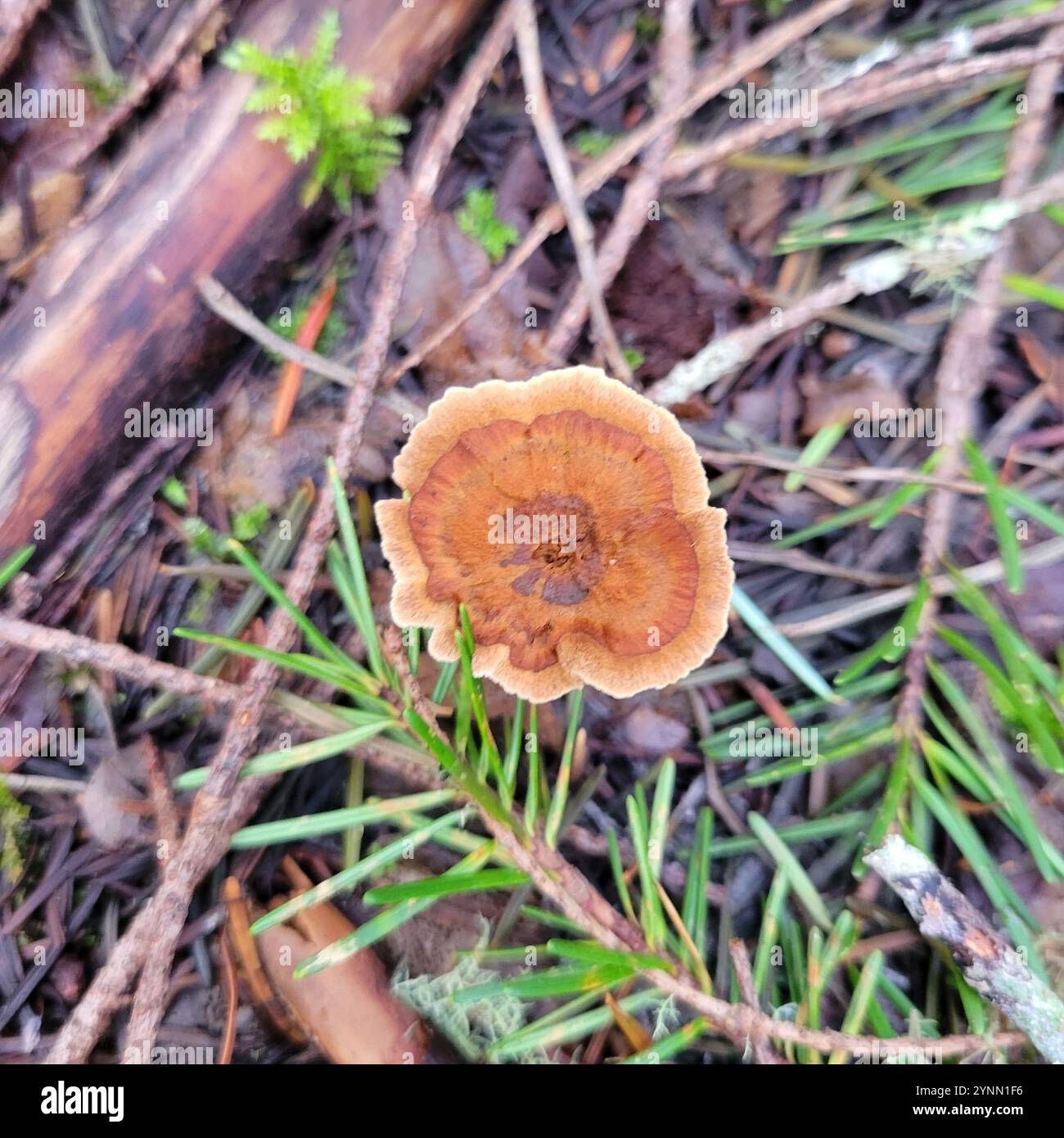 Brown Funnel Polypore (Coltricia perennis Stock Photo - Alamy