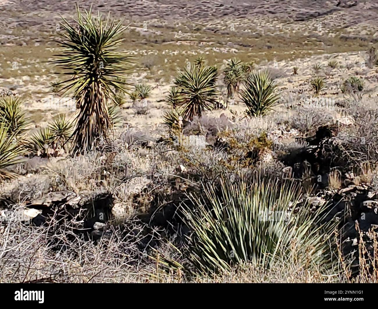 Spanish dagger (Yucca treculiana Stock Photo - Alamy