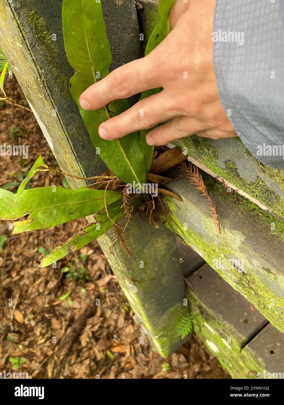Long strapfern (Campyloneurum phyllitidis Stock Photo - Alamy