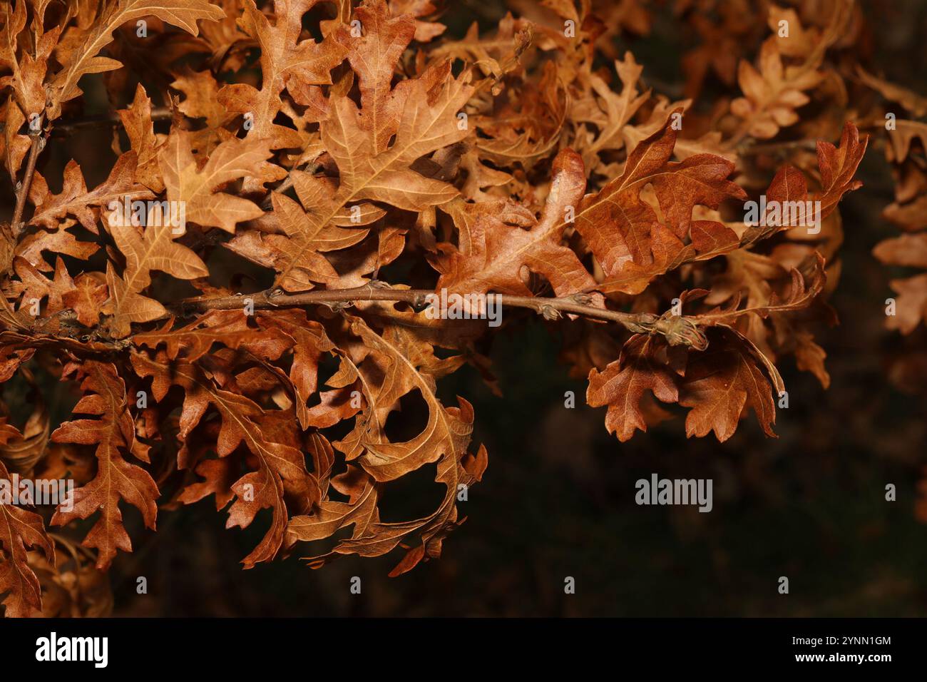 Turkey Oak (Quercus cerris Stock Photo - Alamy