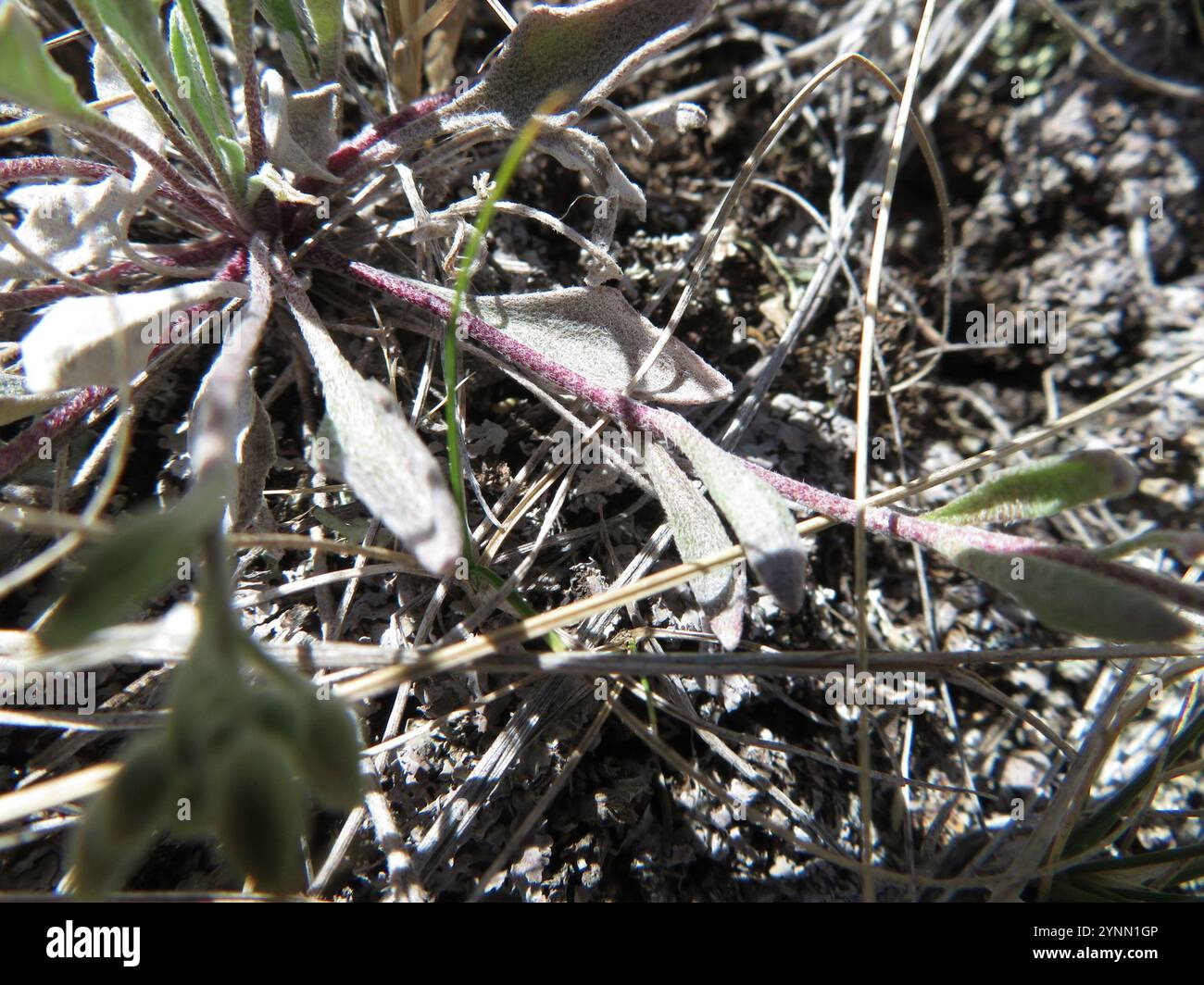 Great Plains Bladderpod (Physaria arenosa Stock Photo - Alamy