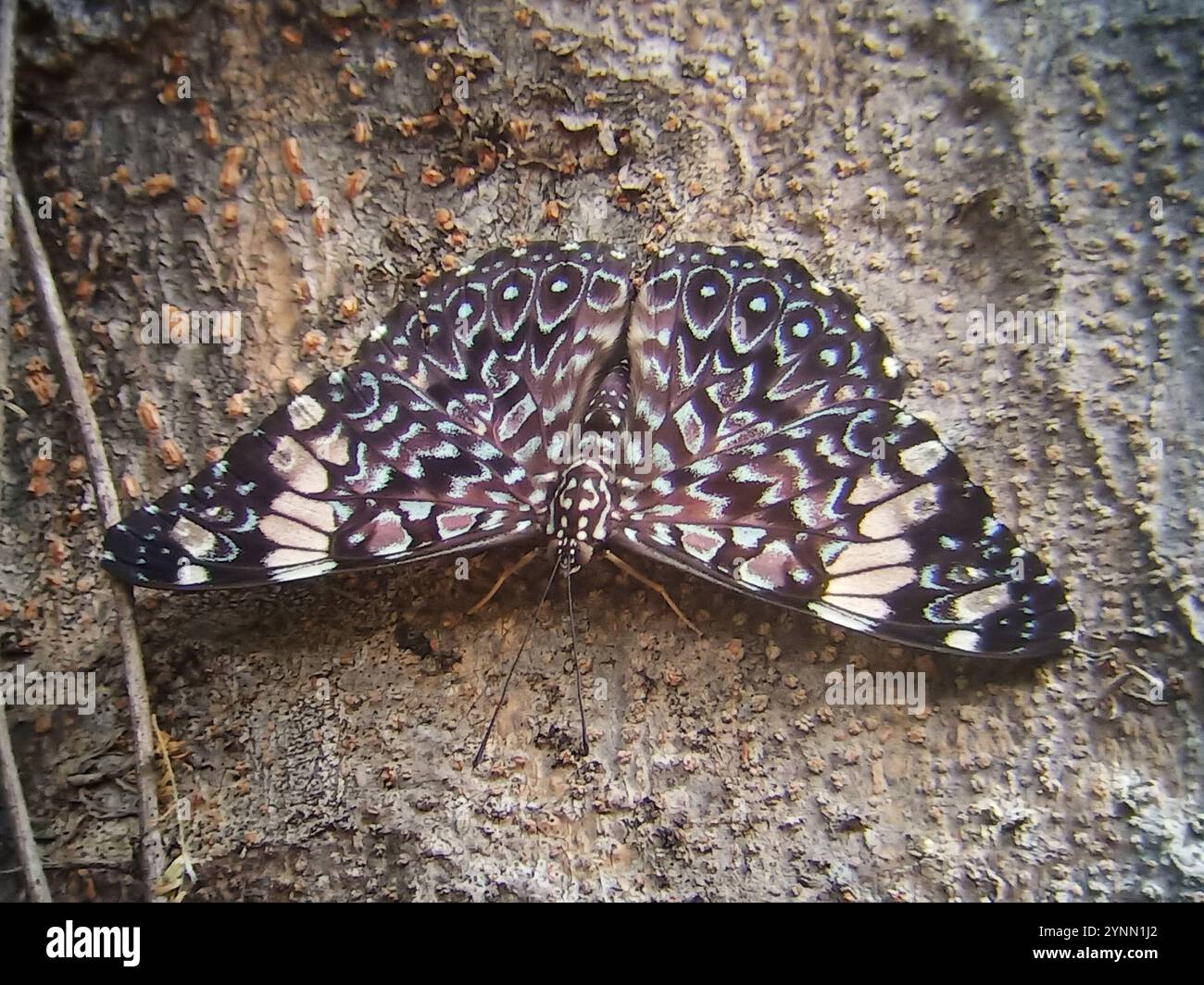 (Hamadryas amphinome mazai Stock Photo - Alamy