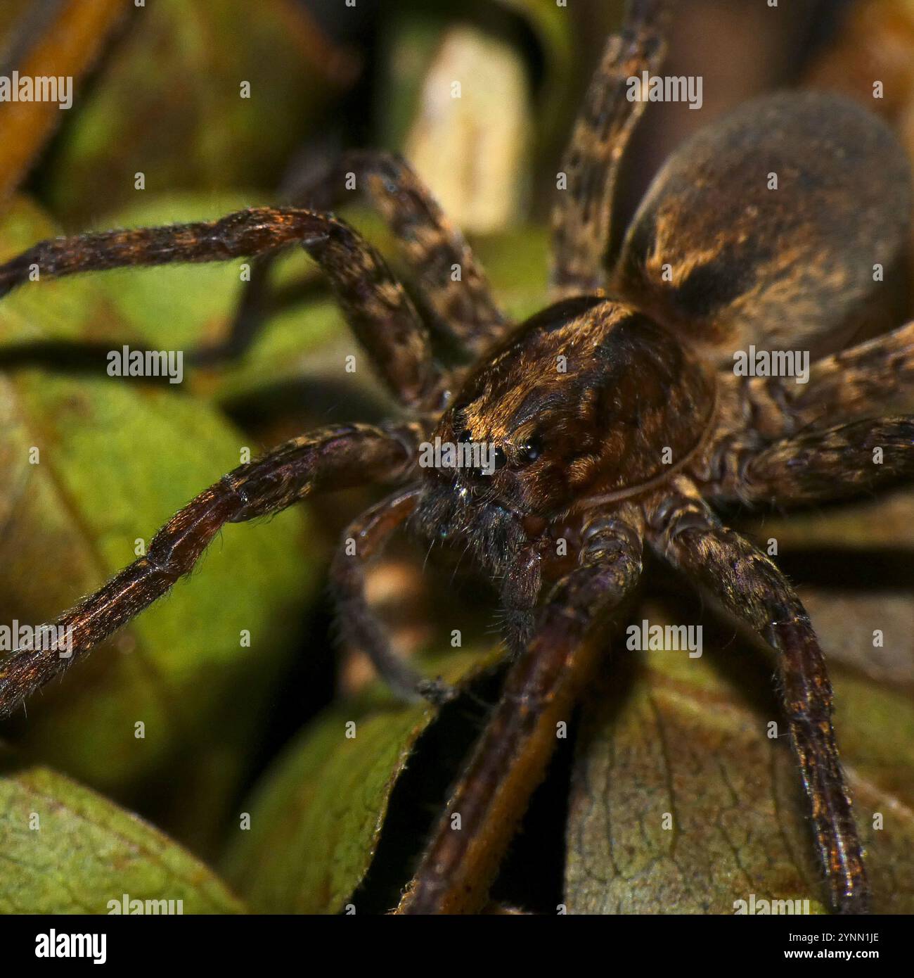 Tropical Wandering Spiders (Ctenus Stock Photo - Alamy