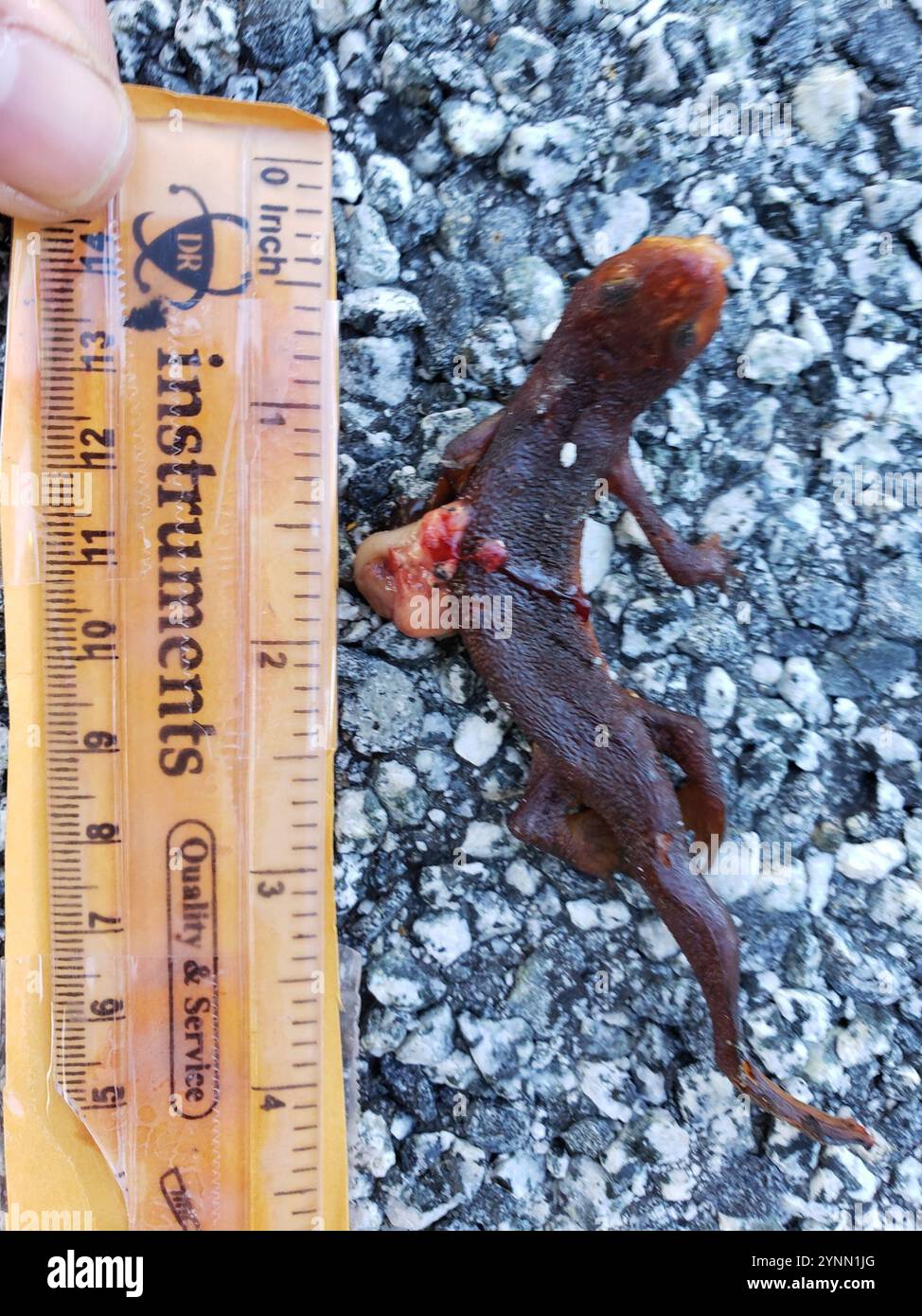 Pacific Newts (Taricha Stock Photo - Alamy
