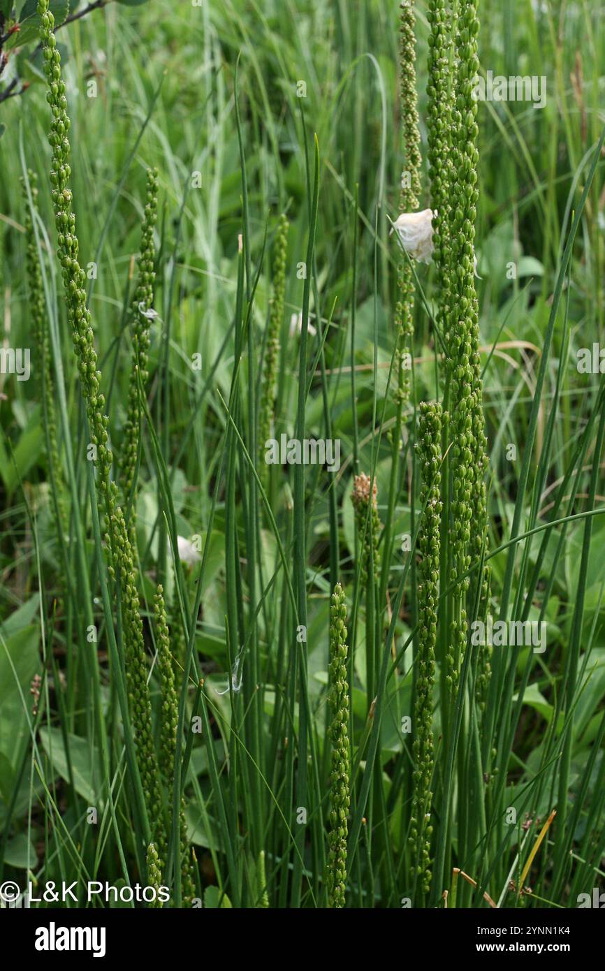 common arrowgrass (Triglochin maritima Stock Photo - Alamy