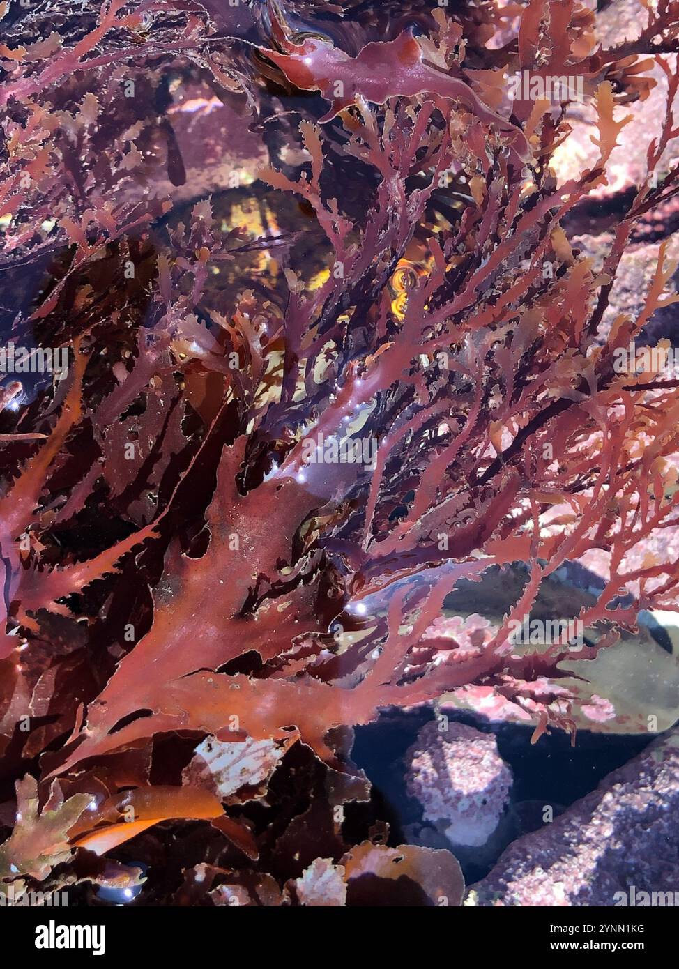 red algae (Rhodophyta Stock Photo - Alamy