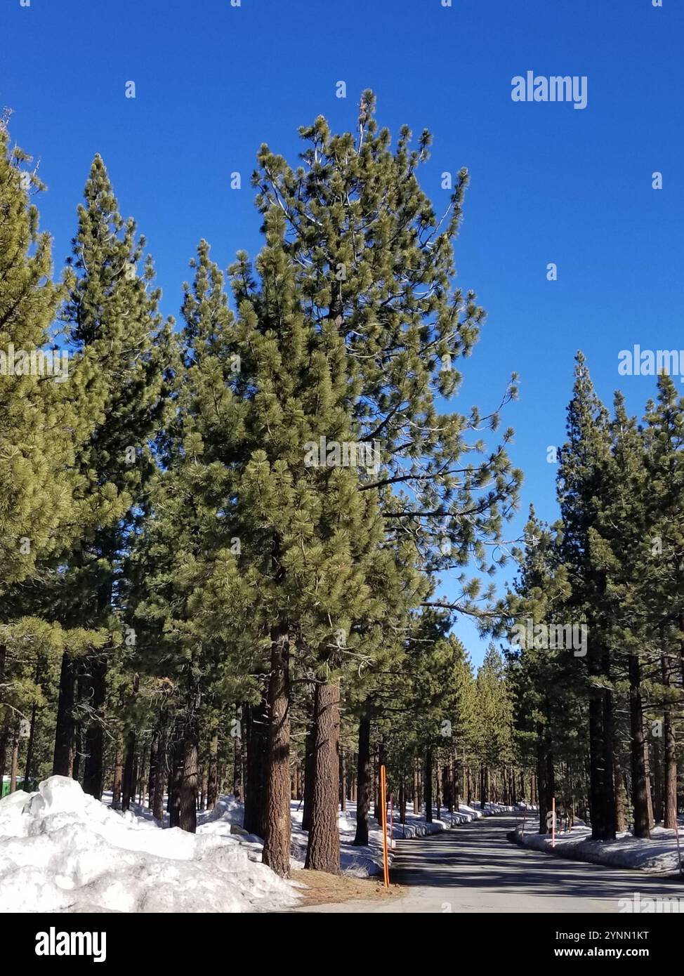 Jeffrey pine (Pinus jeffreyi Stock Photo - Alamy