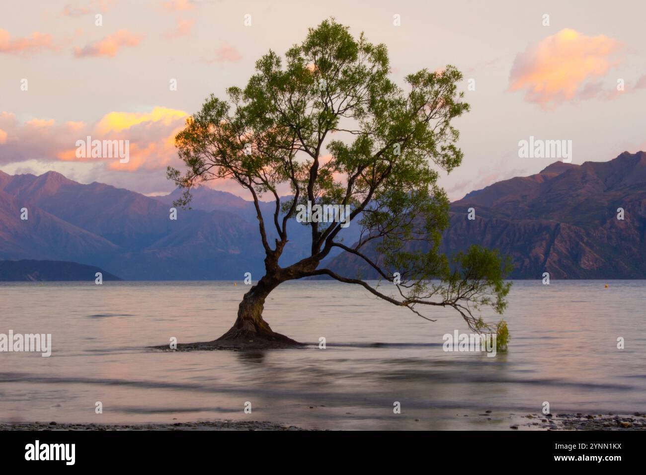 The Wanaka Tree in Wanaka, New Zealand at sunset Stock Photo - Alamy