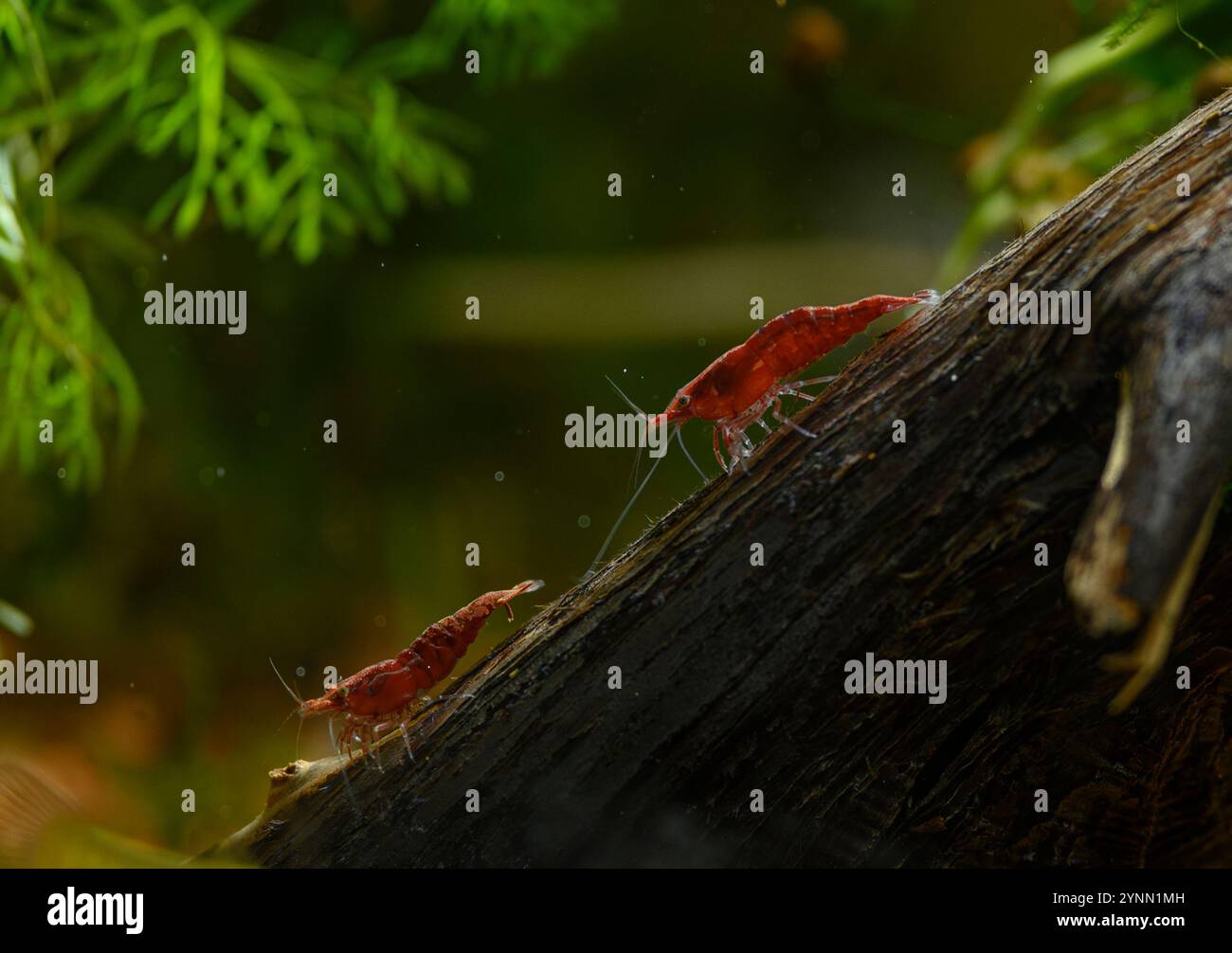 Cherry red shrimp, Neocaridina davidi, crawling on a piece of driftwood ...