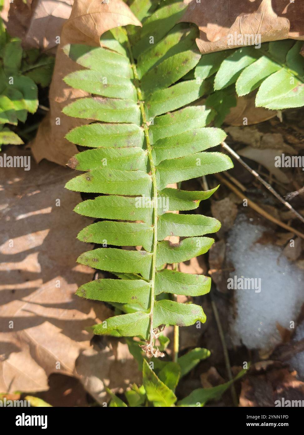 Christmas fern (Polystichum acrostichoides Stock Photo - Alamy