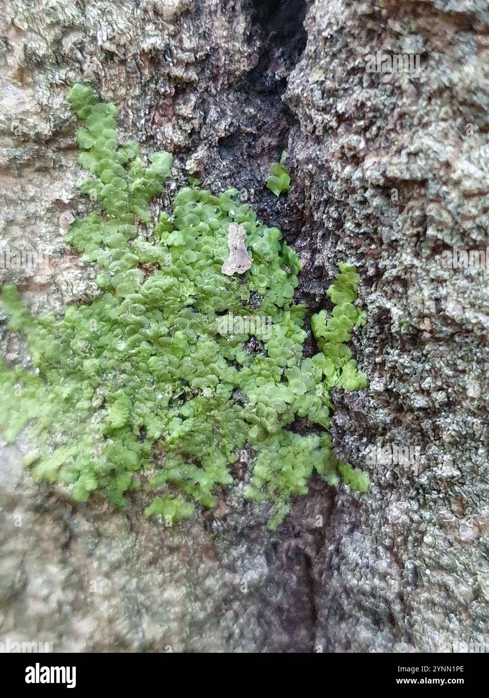 Flat-leaved Scalewort (Radula complanata Stock Photo - Alamy