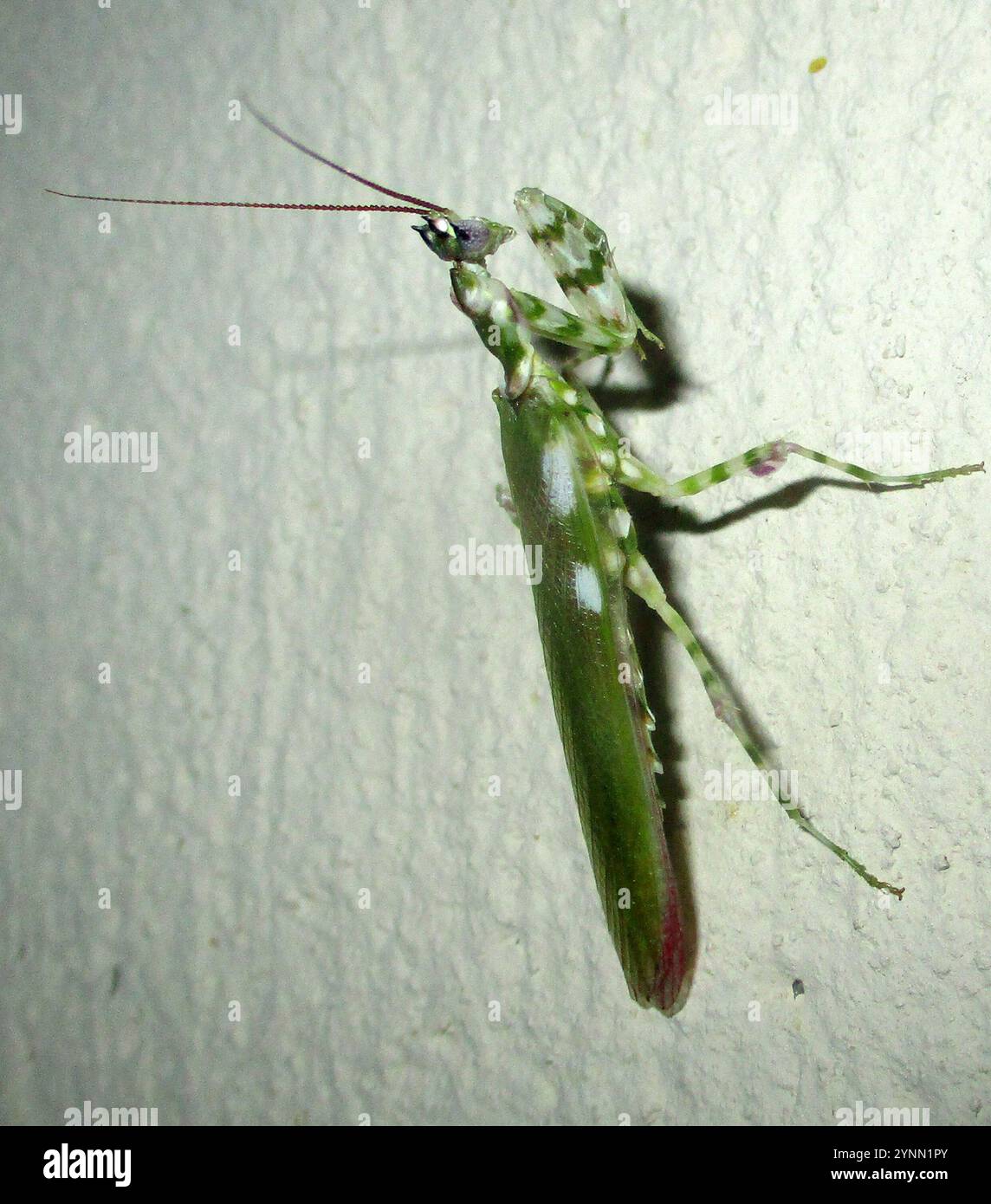 Harpagomantis tricolor hi-res stock photography and images - Alamy