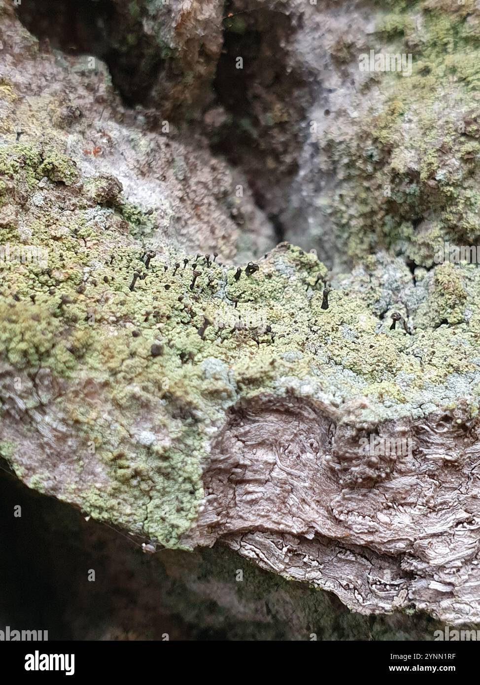 Green Stubble Lichen (Calicium viride Stock Photo - Alamy