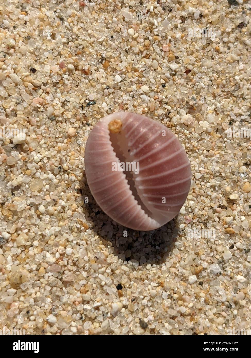 Solanders trivia hi-res stock photography and images - Alamy