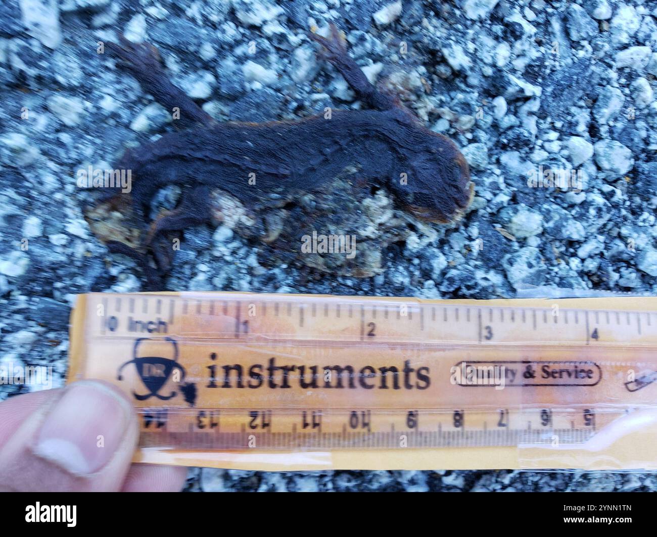 Pacific Newts (Taricha Stock Photo - Alamy