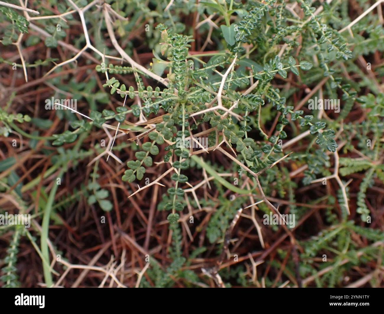Sarcopoterium spinosum hi-res stock photography and images - Alamy