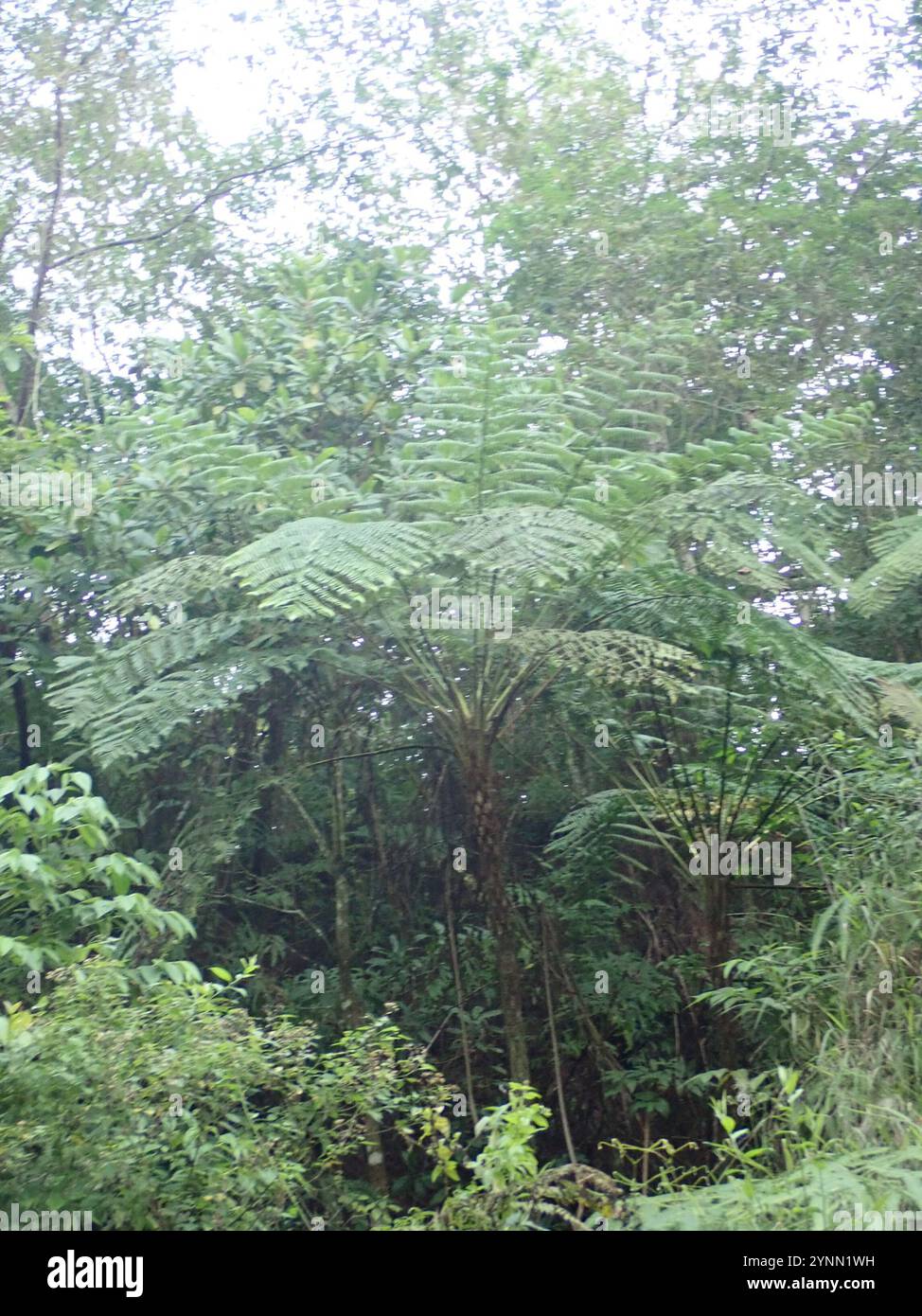 scaly tree ferns (Cyatheaceae Stock Photo - Alamy