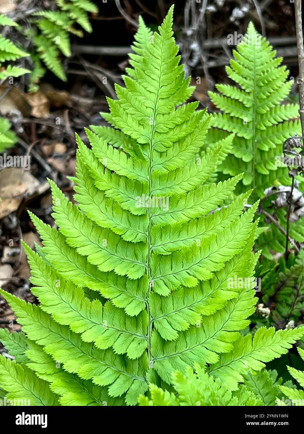 coastal woodfern (Dryopteris arguta Stock Photo - Alamy