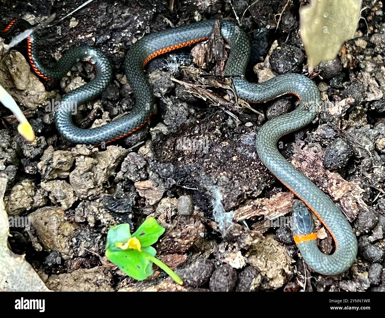 Pacific Ringneck Snake (Diadophis punctatus amabilis Stock Photo - Alamy