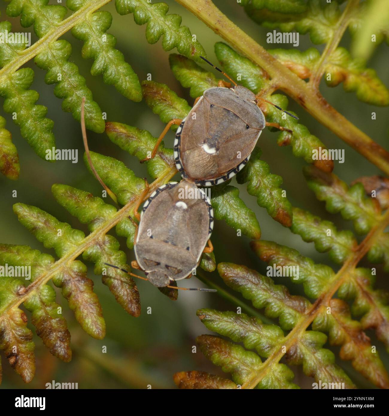 Bracken Stink Bug (Erachtheus lutulentus Stock Photo - Alamy