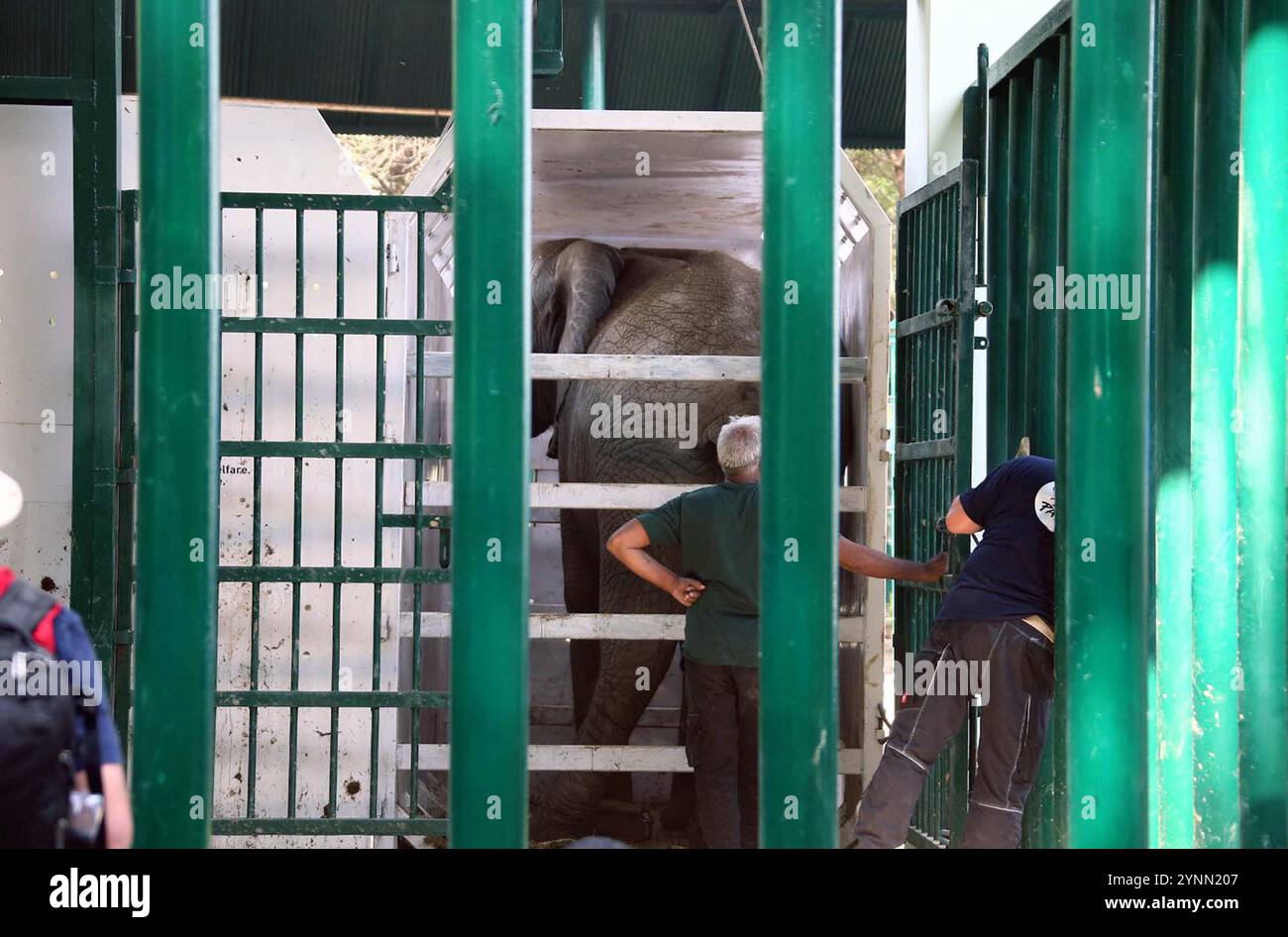 View of transfer operation of Madhubala, the elephant from Karachi Zoo ...
