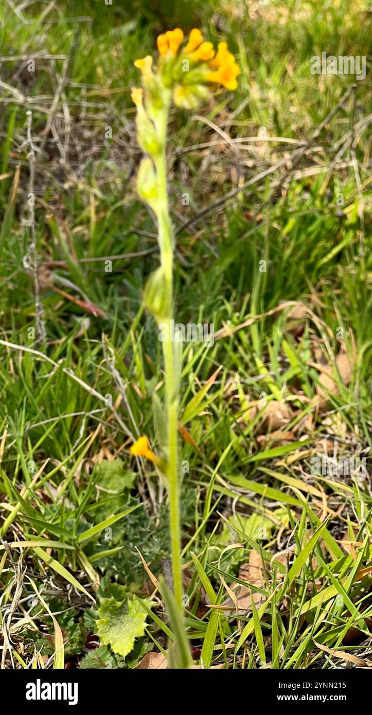 Common Fiddleneck (Amsinckia menziesii Stock Photo - Alamy