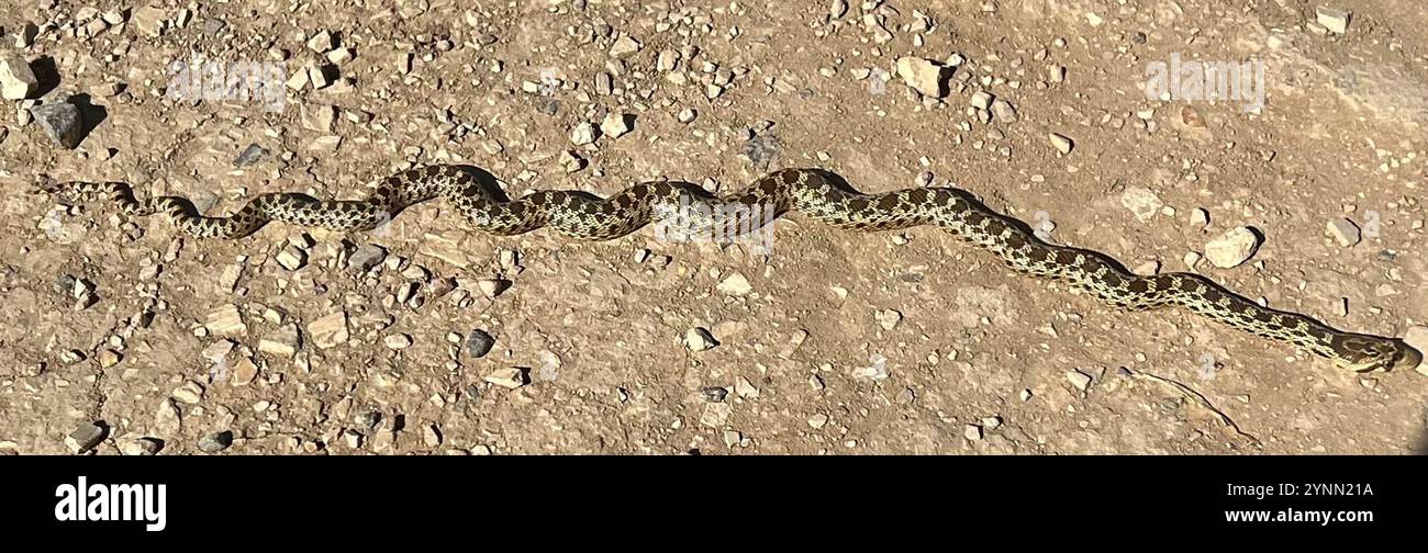 Pacific Gopher Snake (Pituophis catenifer catenifer Stock Photo - Alamy