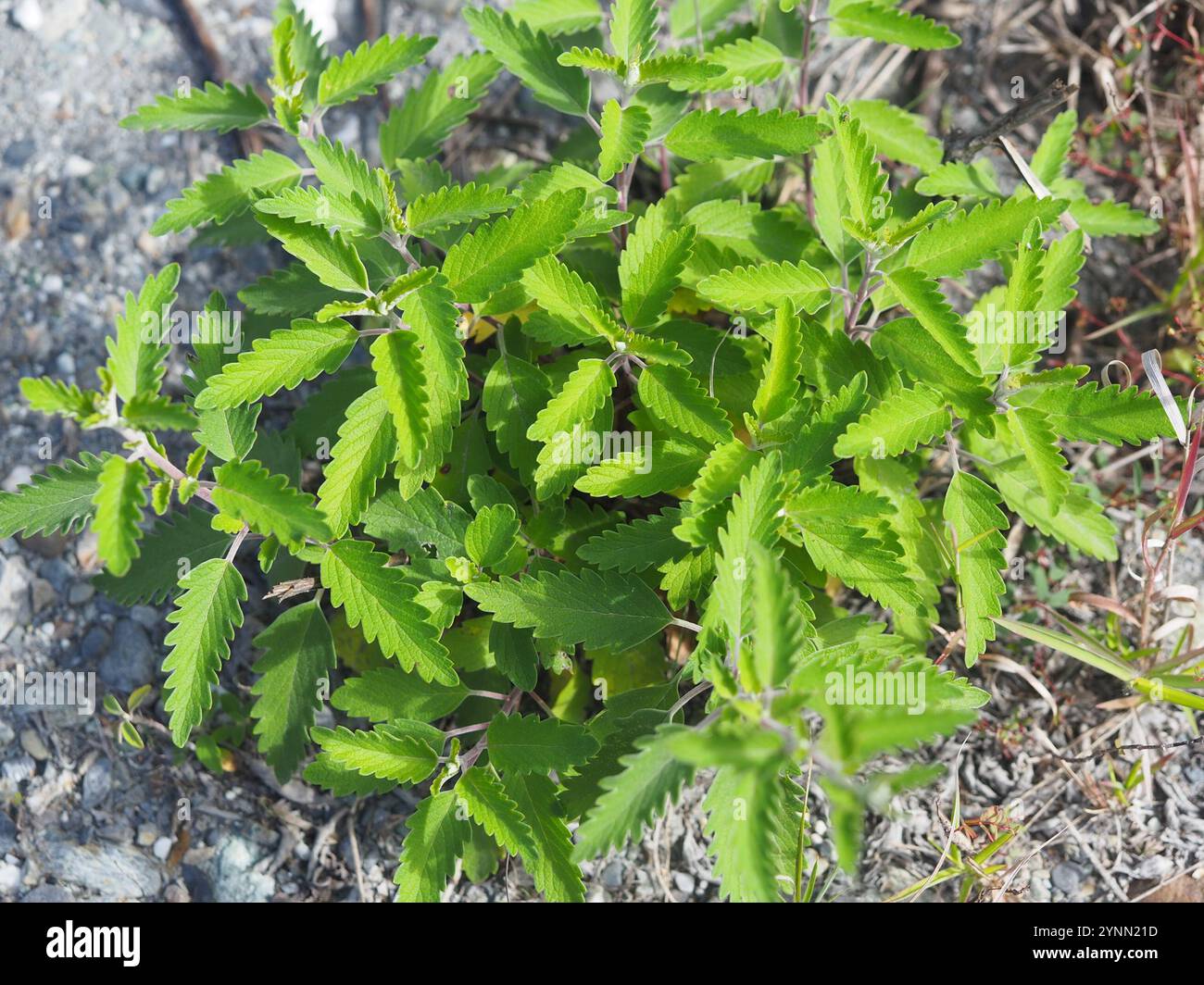 Common Bluebeard (Caryopteris incana Stock Photo - Alamy