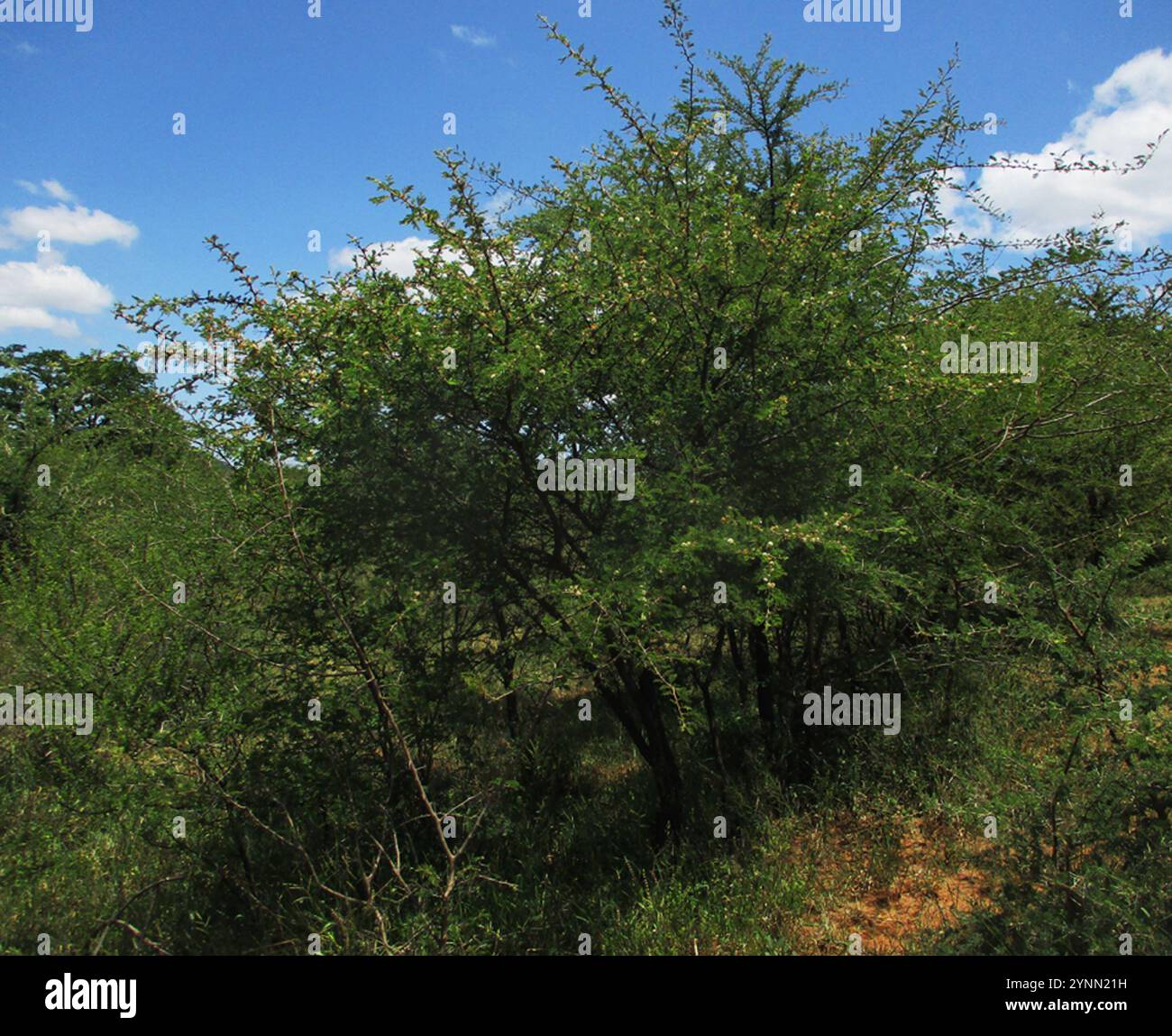 thorn trees (Vachellia Stock Photo - Alamy