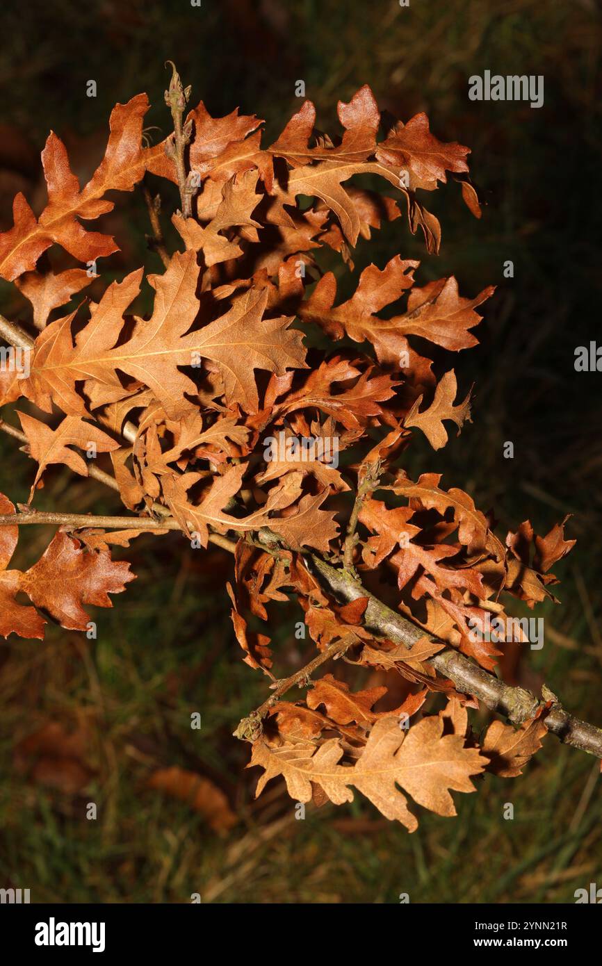 Turkey Oak (Quercus cerris Stock Photo - Alamy
