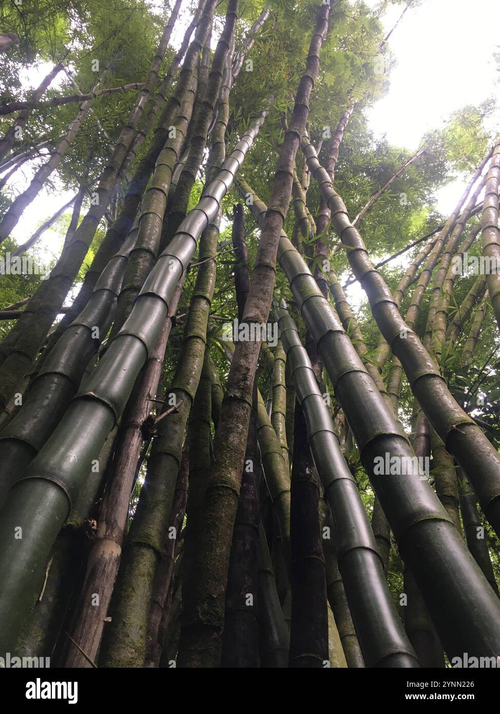 bamboos, canes, and allies (Bambusoideae Stock Photo - Alamy