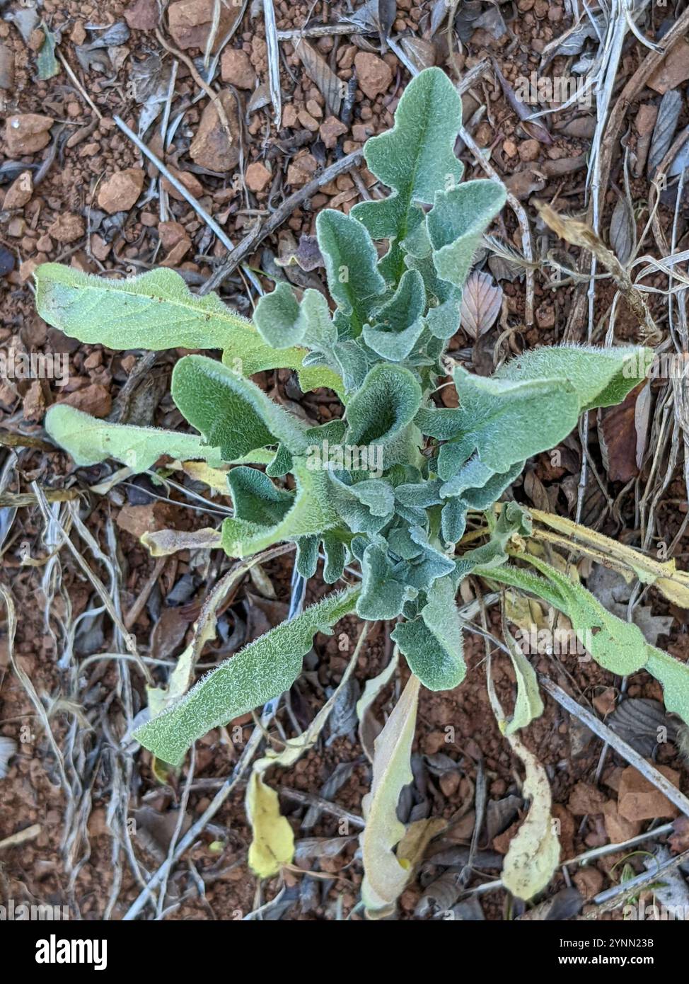 Maltese star-thistle (Centaurea melitensis Stock Photo - Alamy