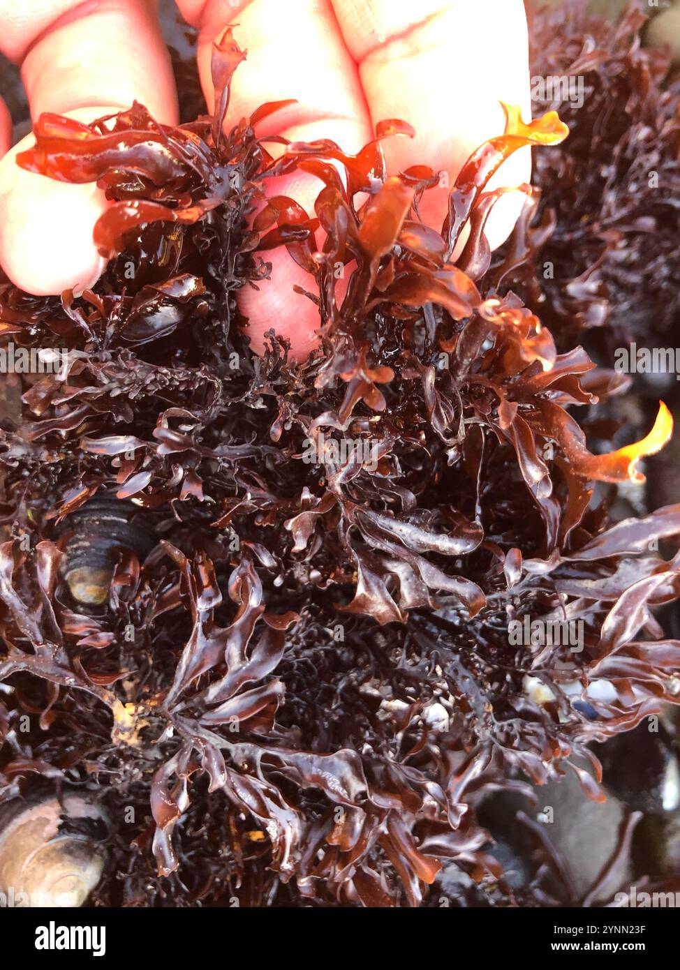 encrusting red algae (Mastocarpus Stock Photo - Alamy