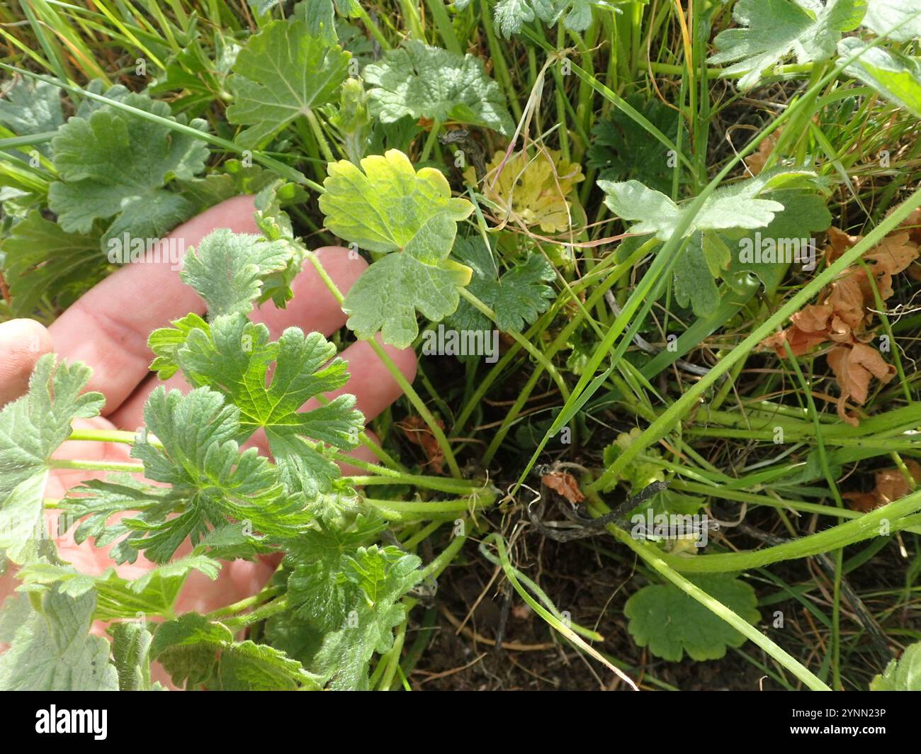 Dwarf Checkerbloom (Sidalcea malviflora malviflora Stock Photo - Alamy