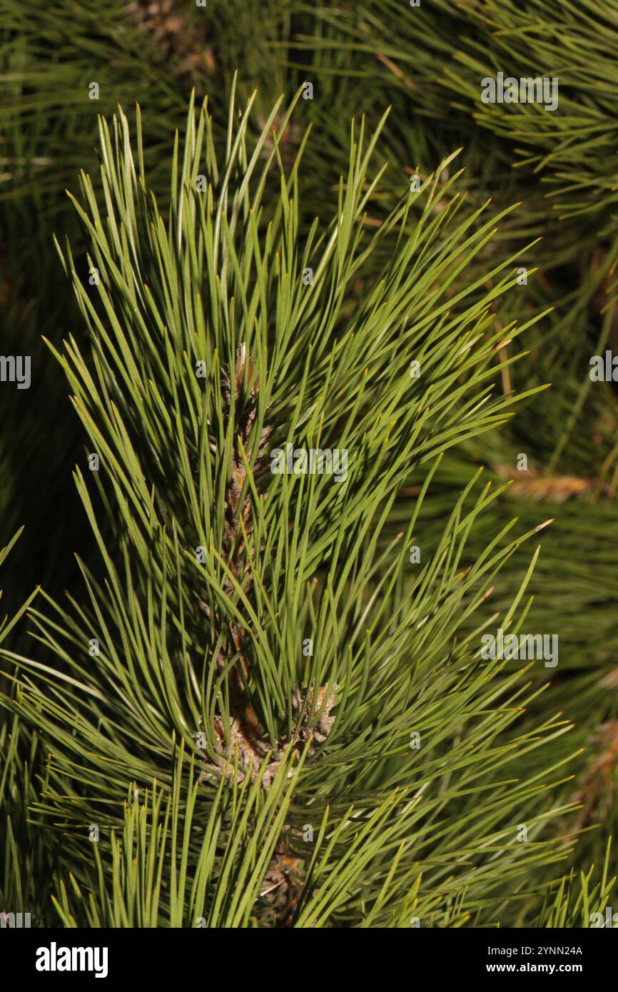 black pine (Pinus nigra Stock Photo - Alamy