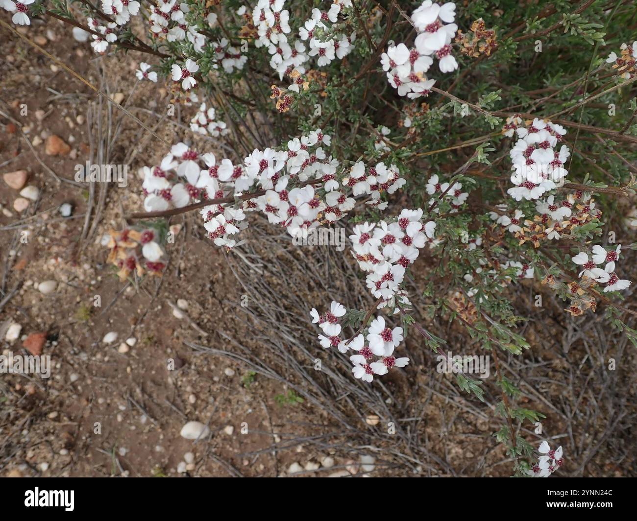 Boegoe hi-res stock photography and images - Alamy
