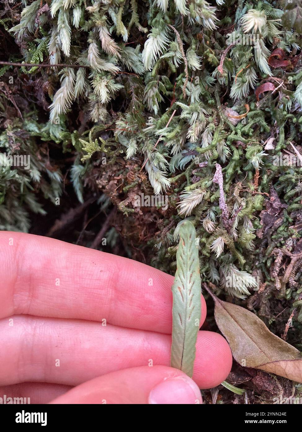 Common strap fern (Notogrammitis billardierei Stock Photo - Alamy