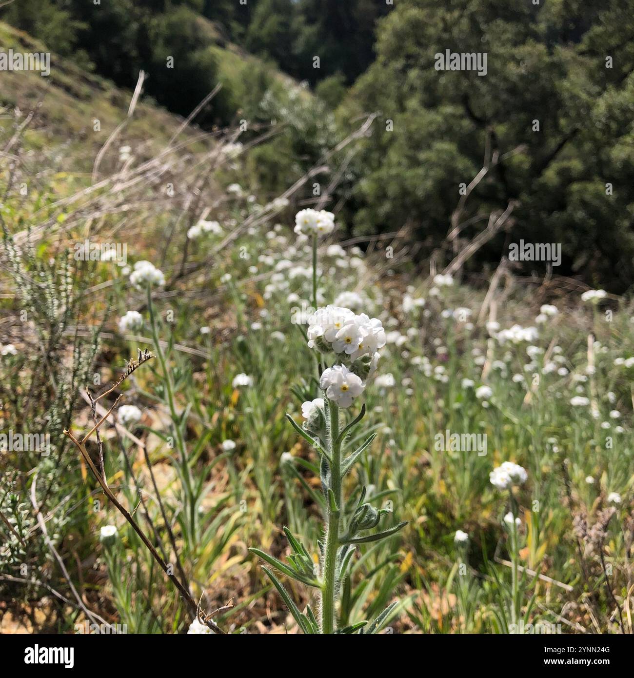 Clearwater cryptantha (Cryptantha intermedia Stock Photo - Alamy