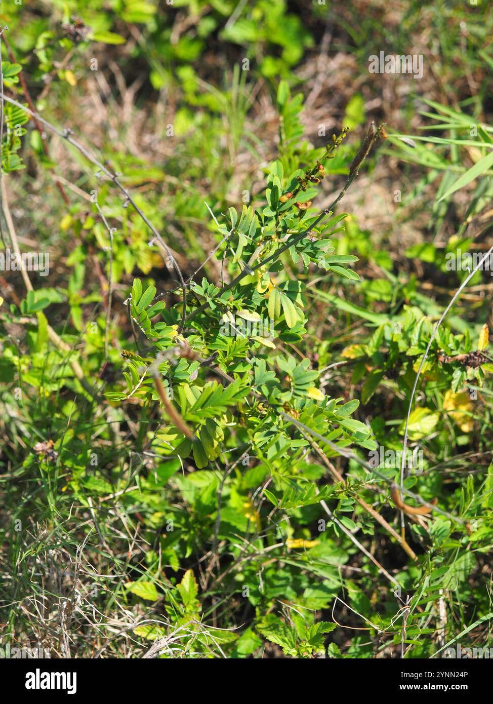 South African hoarypea (Tephrosia noctiflora Stock Photo - Alamy