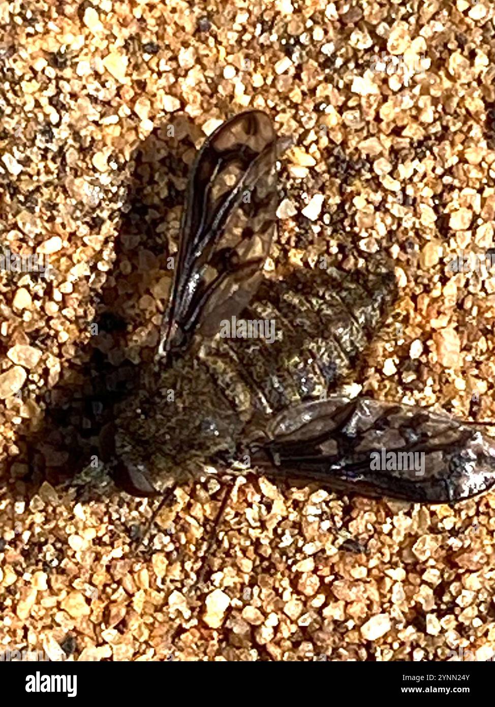 Cone-snout Bee Fly (Conophorus fenestratus Stock Photo - Alamy