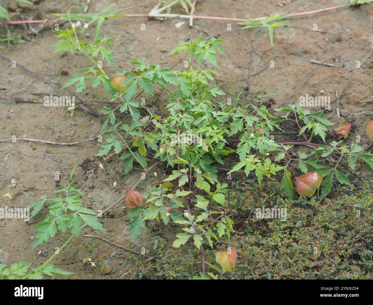 Lesser Balloon Vine (Cardiospermum halicacabum Stock Photo - Alamy