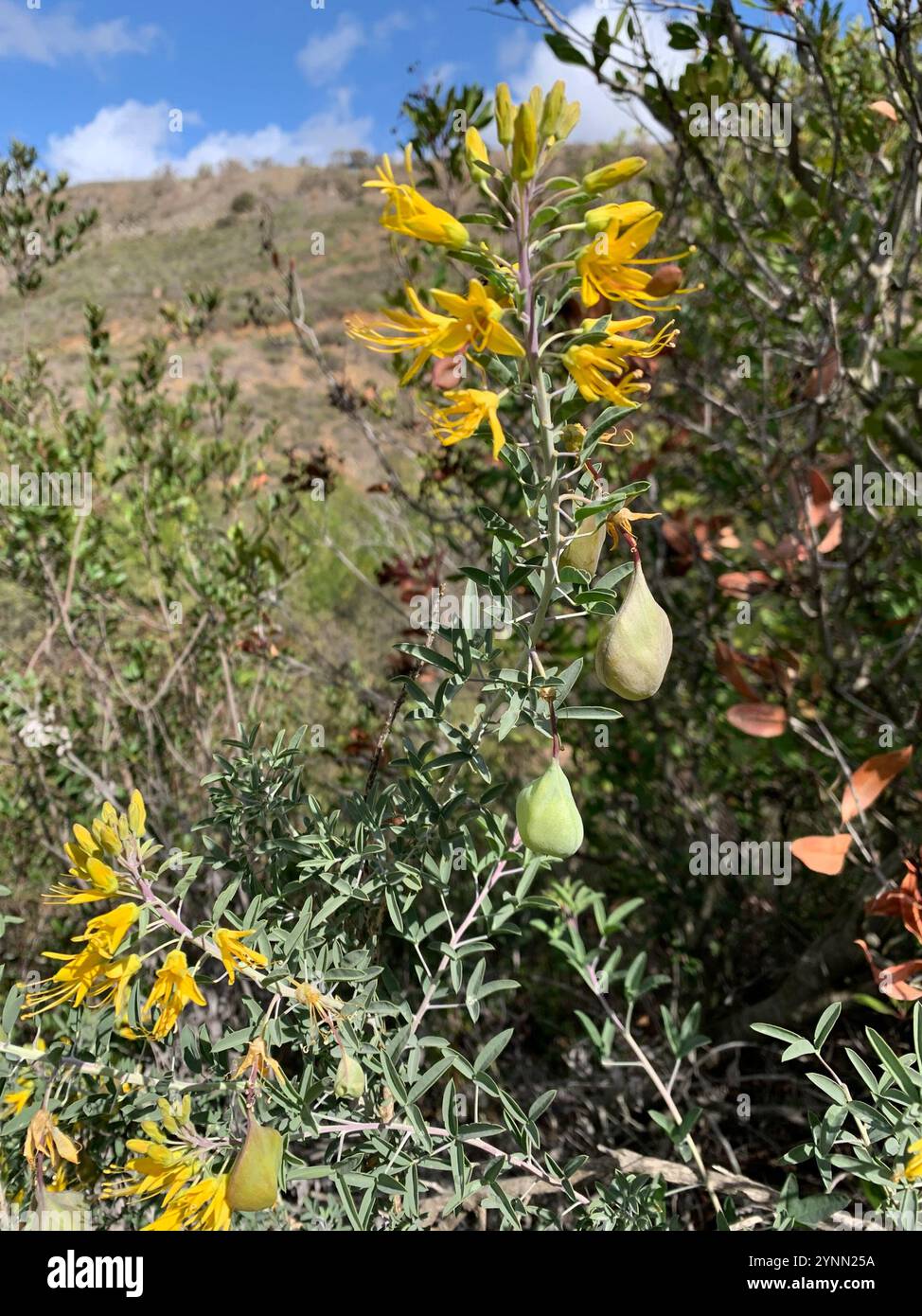 Bladderpod (Cleomella arborea Stock Photo - Alamy