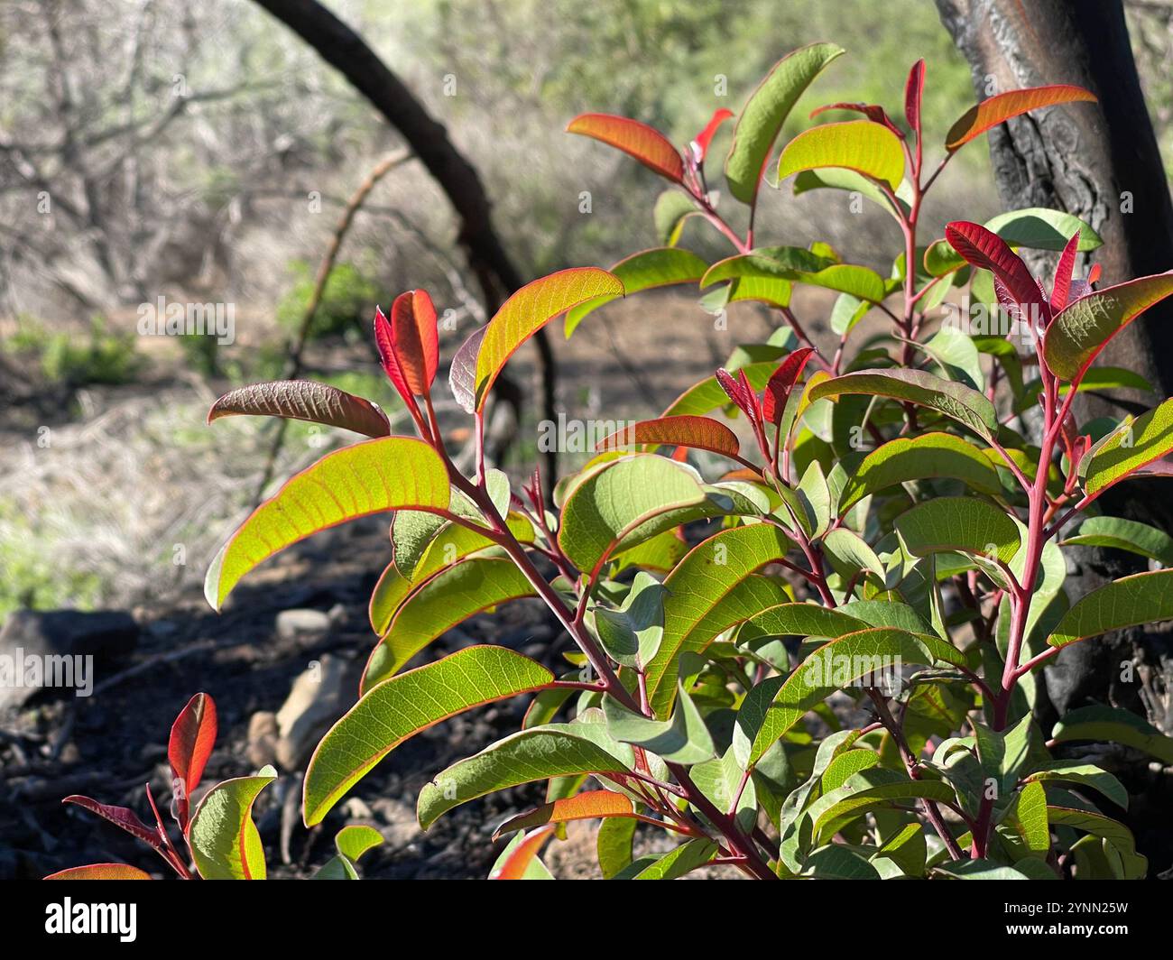 laurel sumac (Malosma laurina Stock Photo - Alamy
