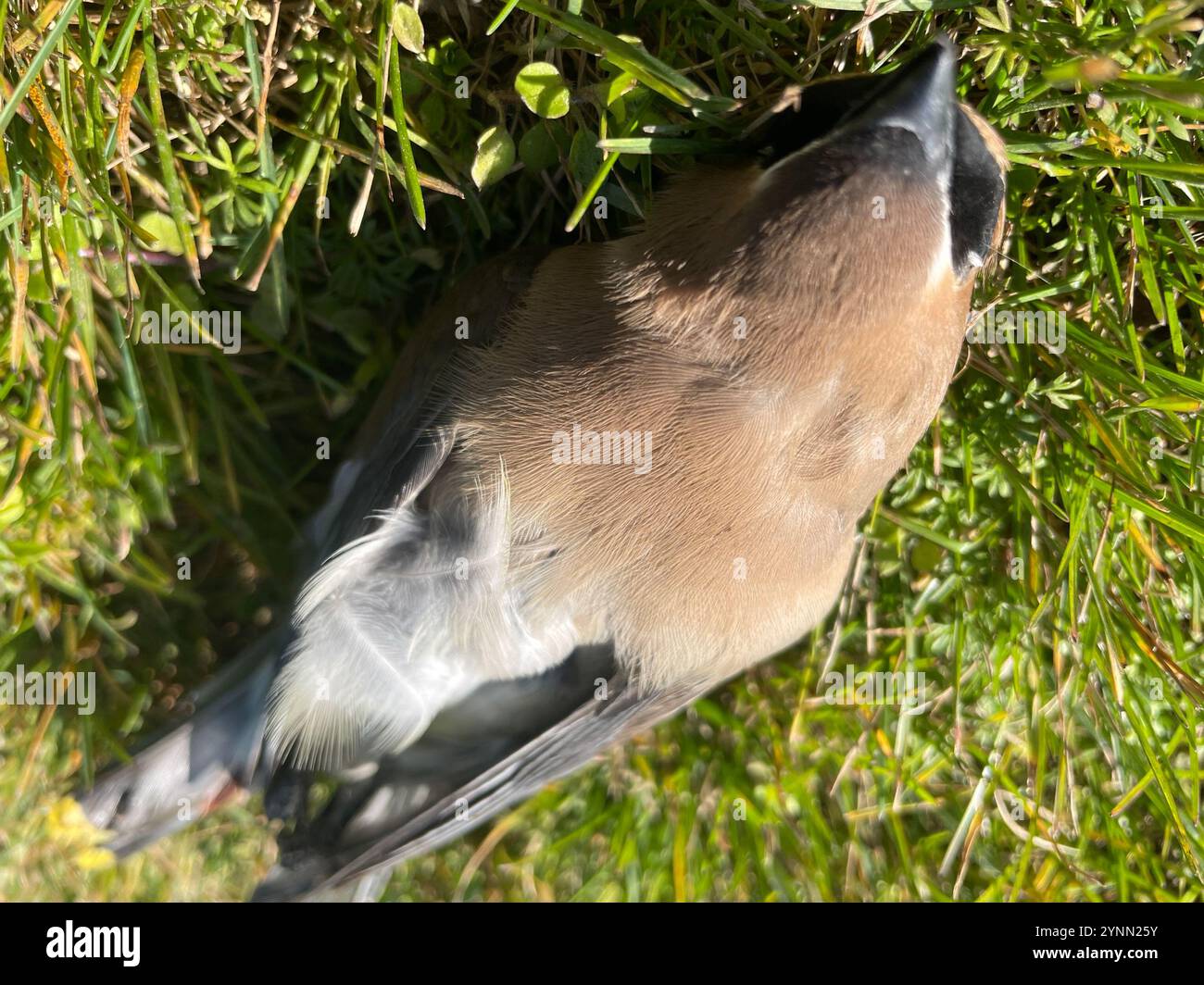 Cedar Waxwing (Bombycilla cedrorum Stock Photo - Alamy
