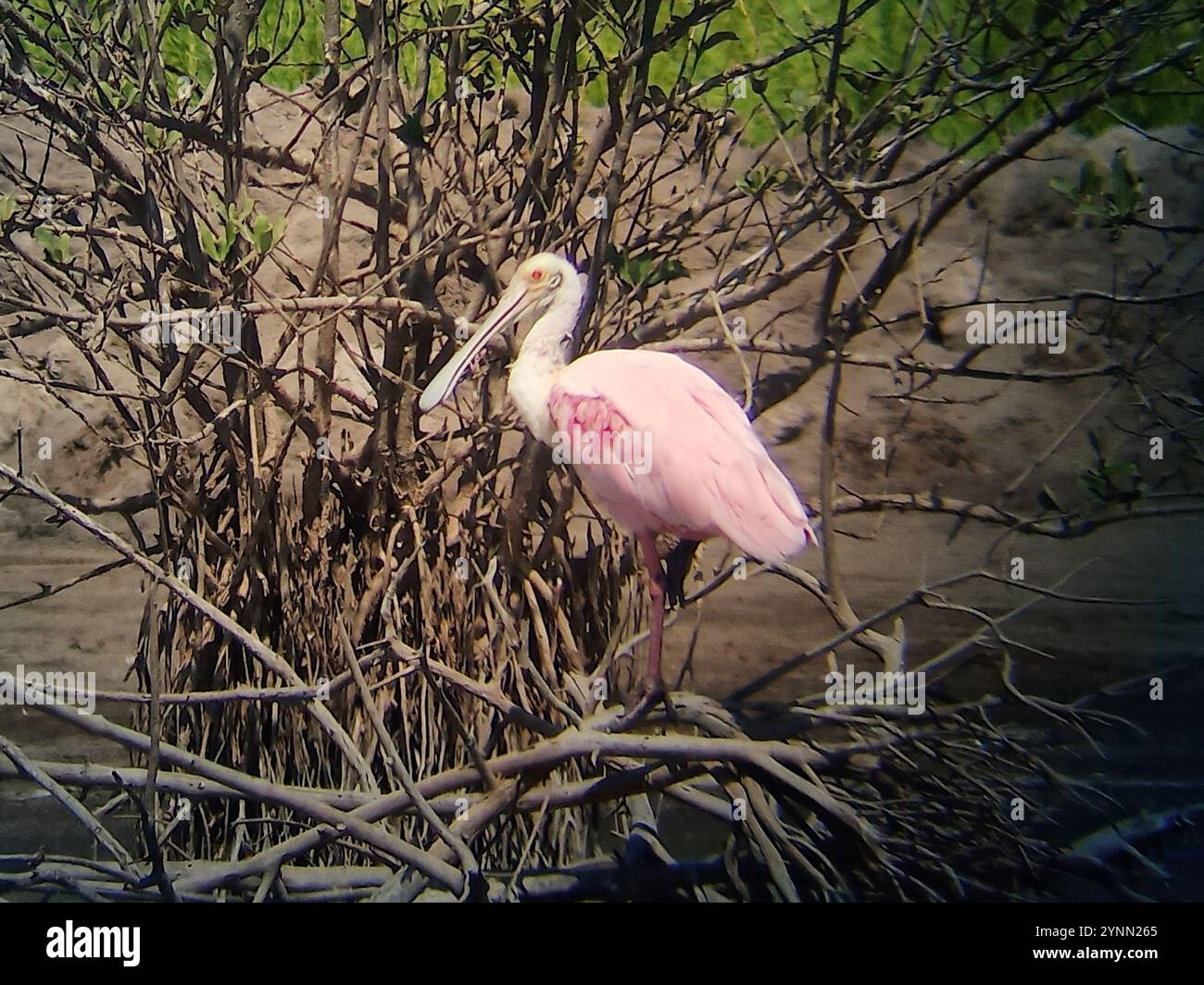 Roseate Spoonbill (Platalea ajaja Stock Photo - Alamy