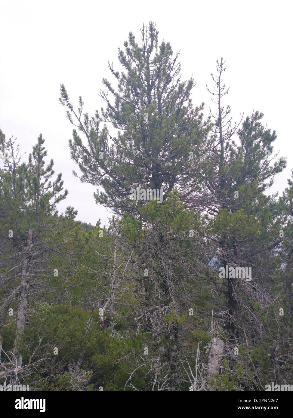 lodgepole pine (Pinus contorta Stock Photo - Alamy